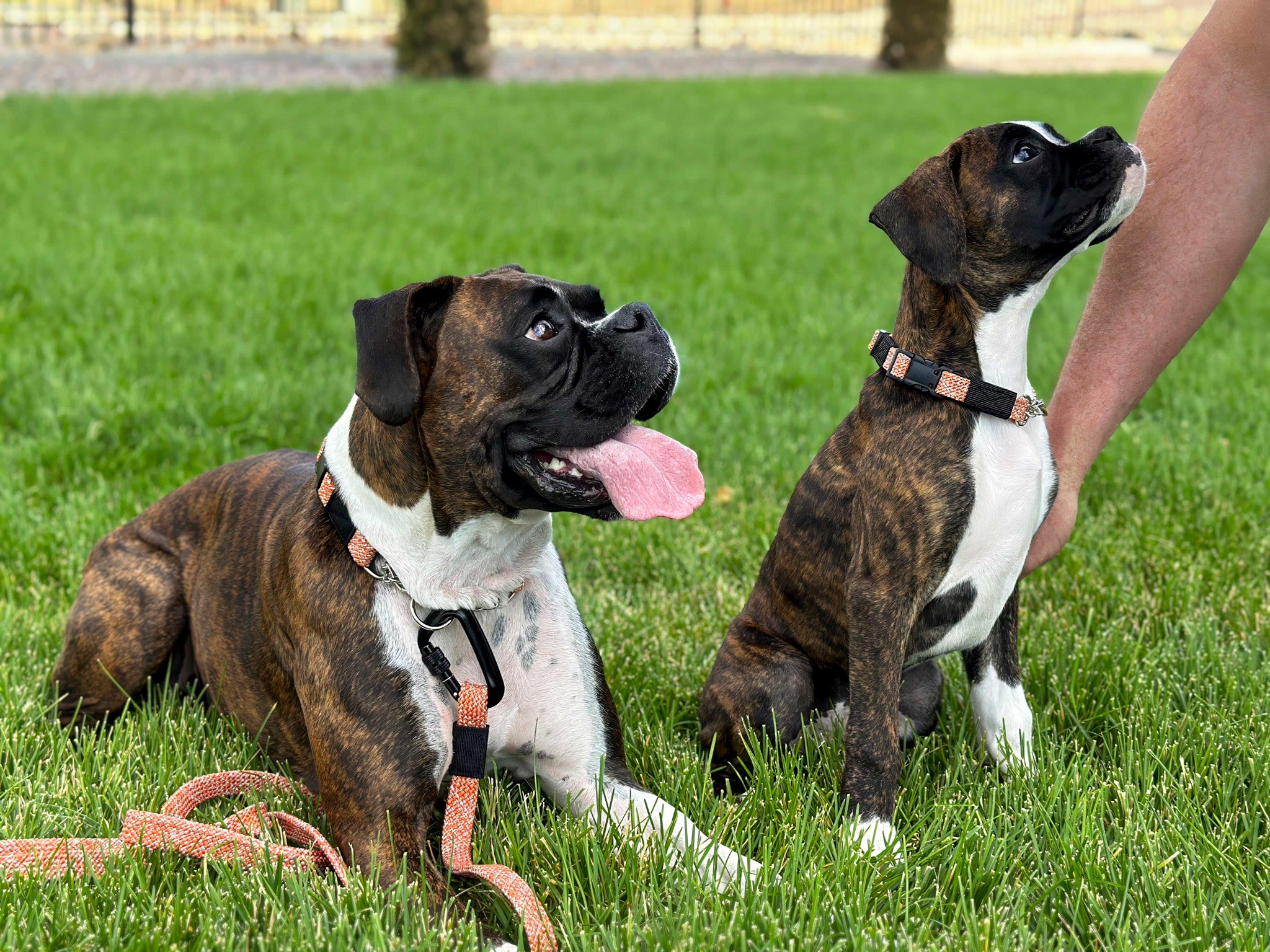 Euro Dog Collars and Leads Affordable Luxury Quality Made in the USA ...