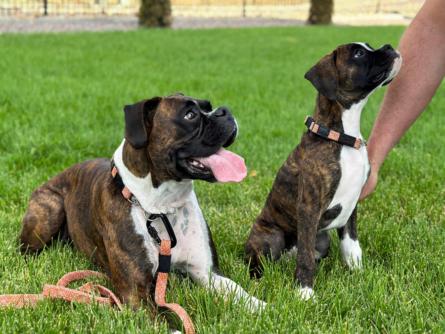 Euro Dog Collars and Leads Affordable Luxury Quality Made in the USA ...