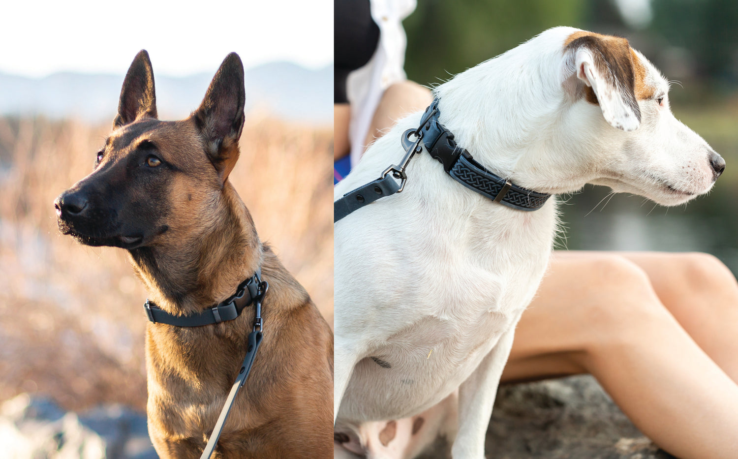 Made in Colorado Since 1995 | Euro-Dog Collars and Leads