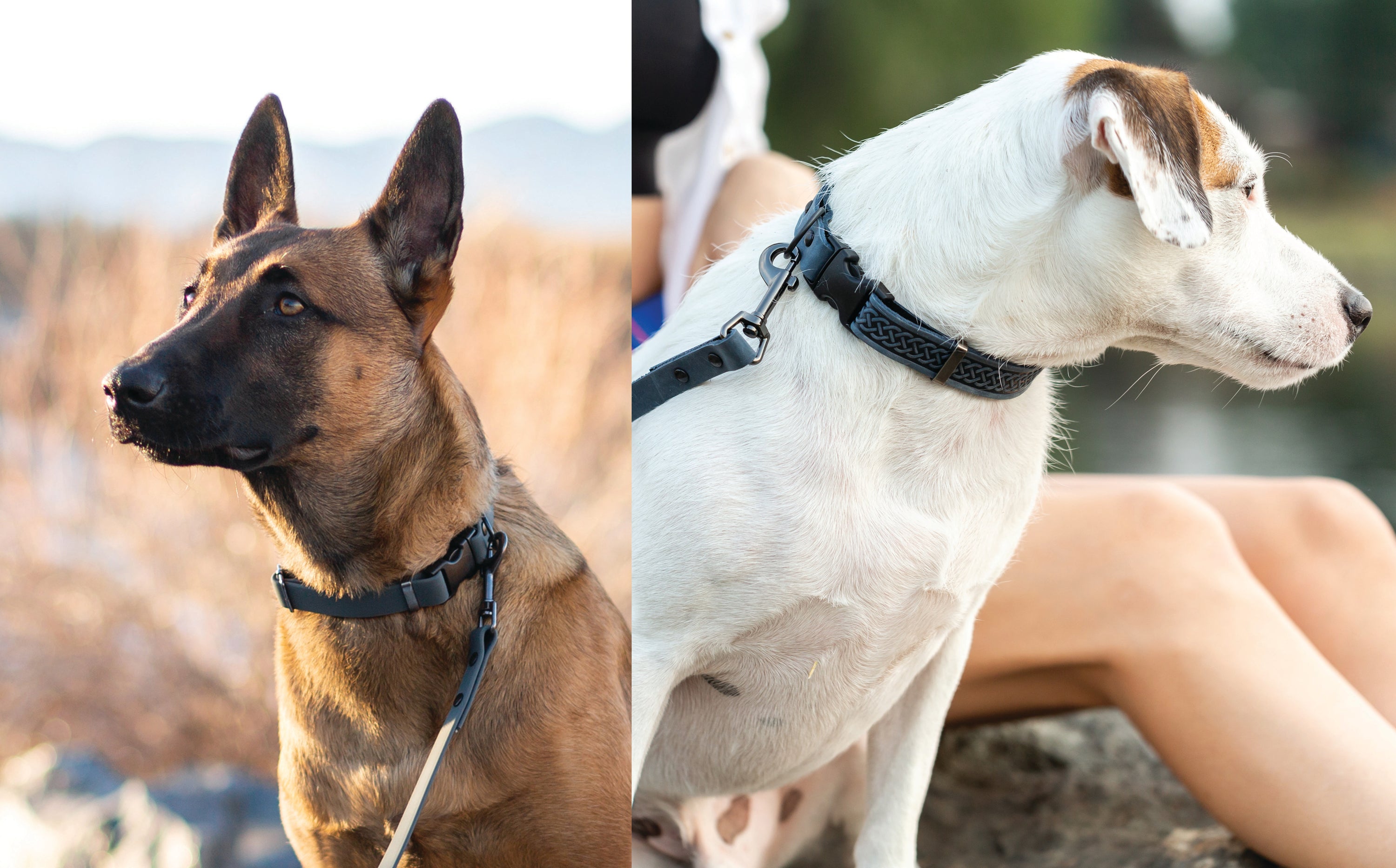 Made in Colorado Since 1995 | Euro-Dog Collars and Leads