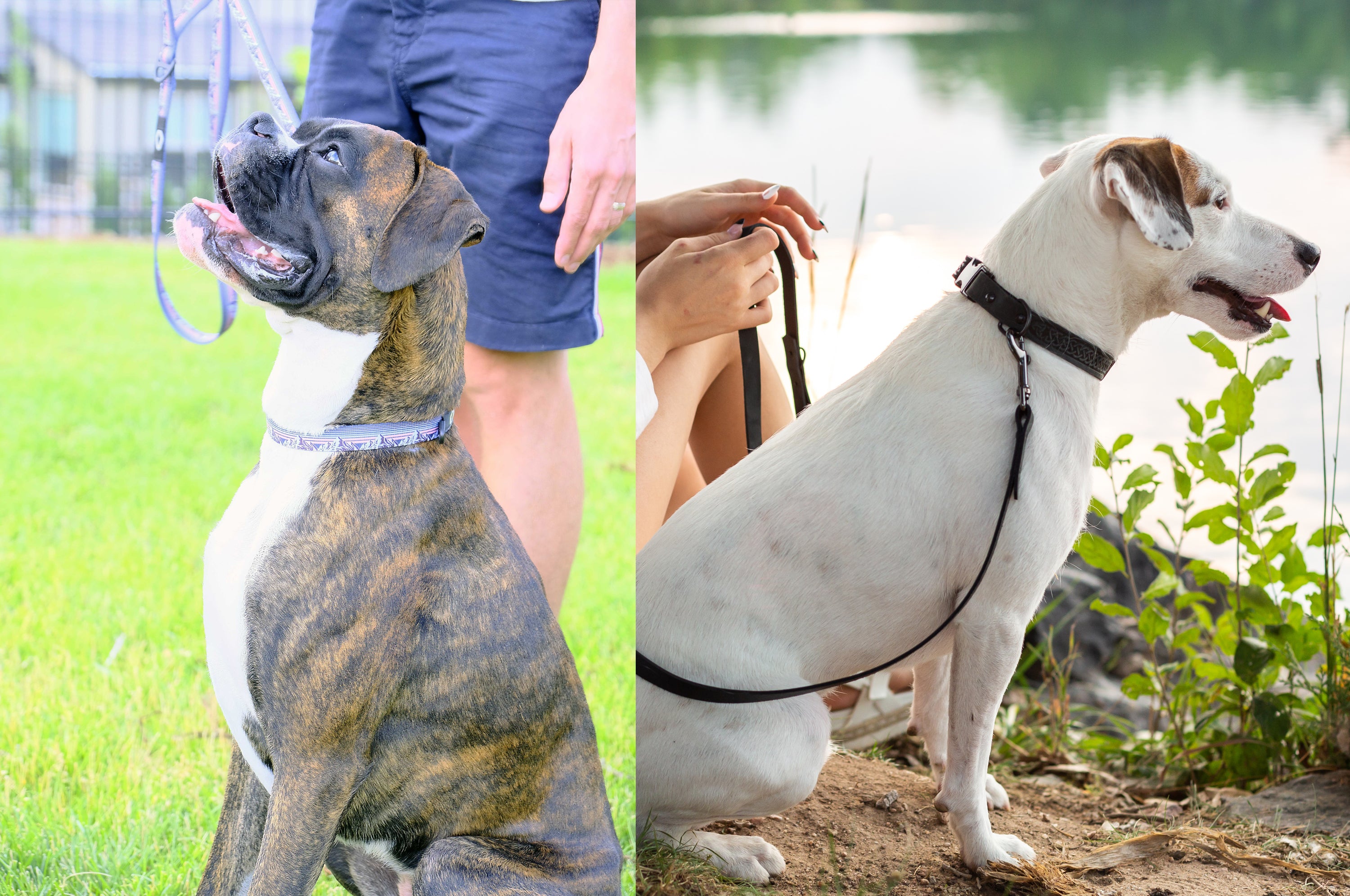 Euro Dog Collars and Leads Affordable Luxury Quality Made in the USA ...